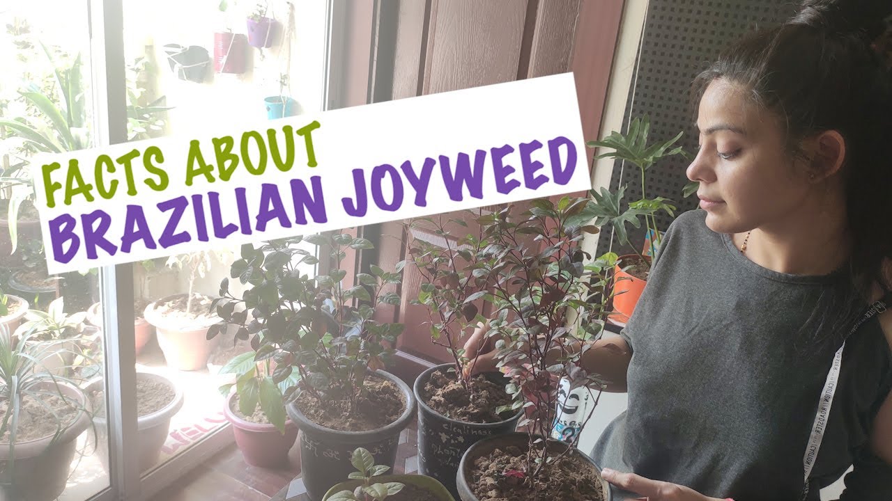Facts about Brazilian Joyweed - YouTube
