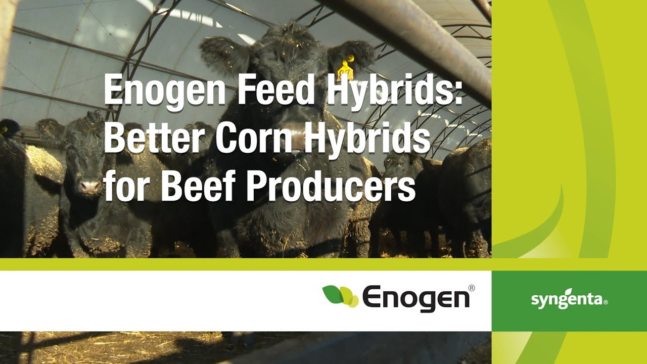Enogen Feed Hybrids: Better Corn Hybrids For Beef Producers - YouTube