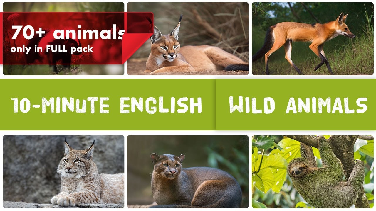 Wild Animals (FULL) | Learn English Vocabulary - YouTube