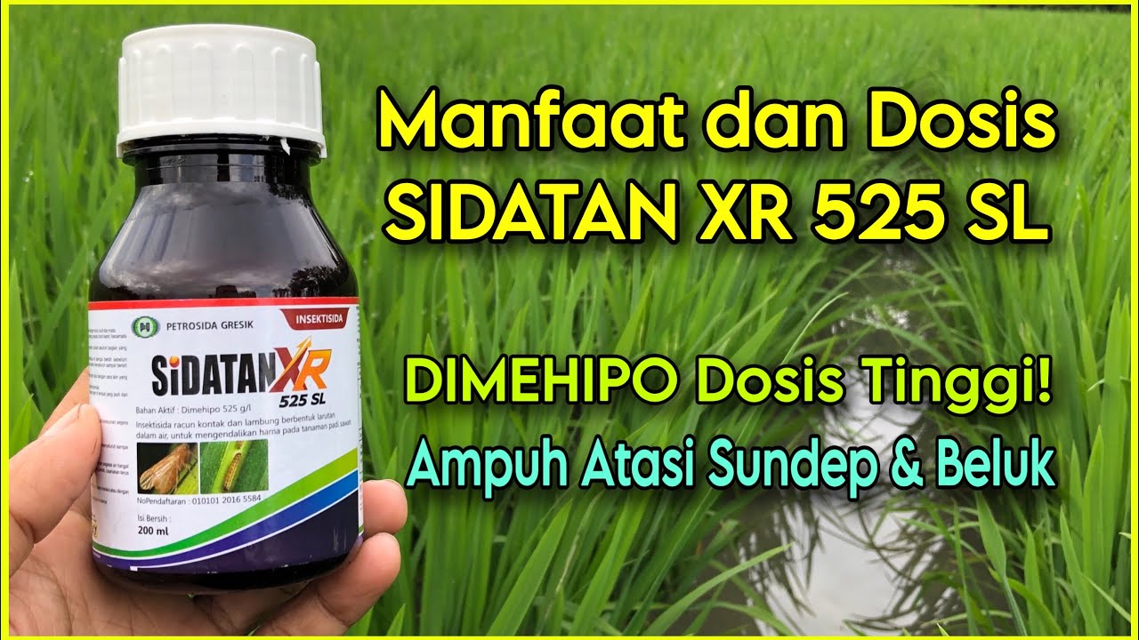 Manfaat dan Dosis Insektisida SIDATAN XR 525 SL Untuk Tanaman Padi ...