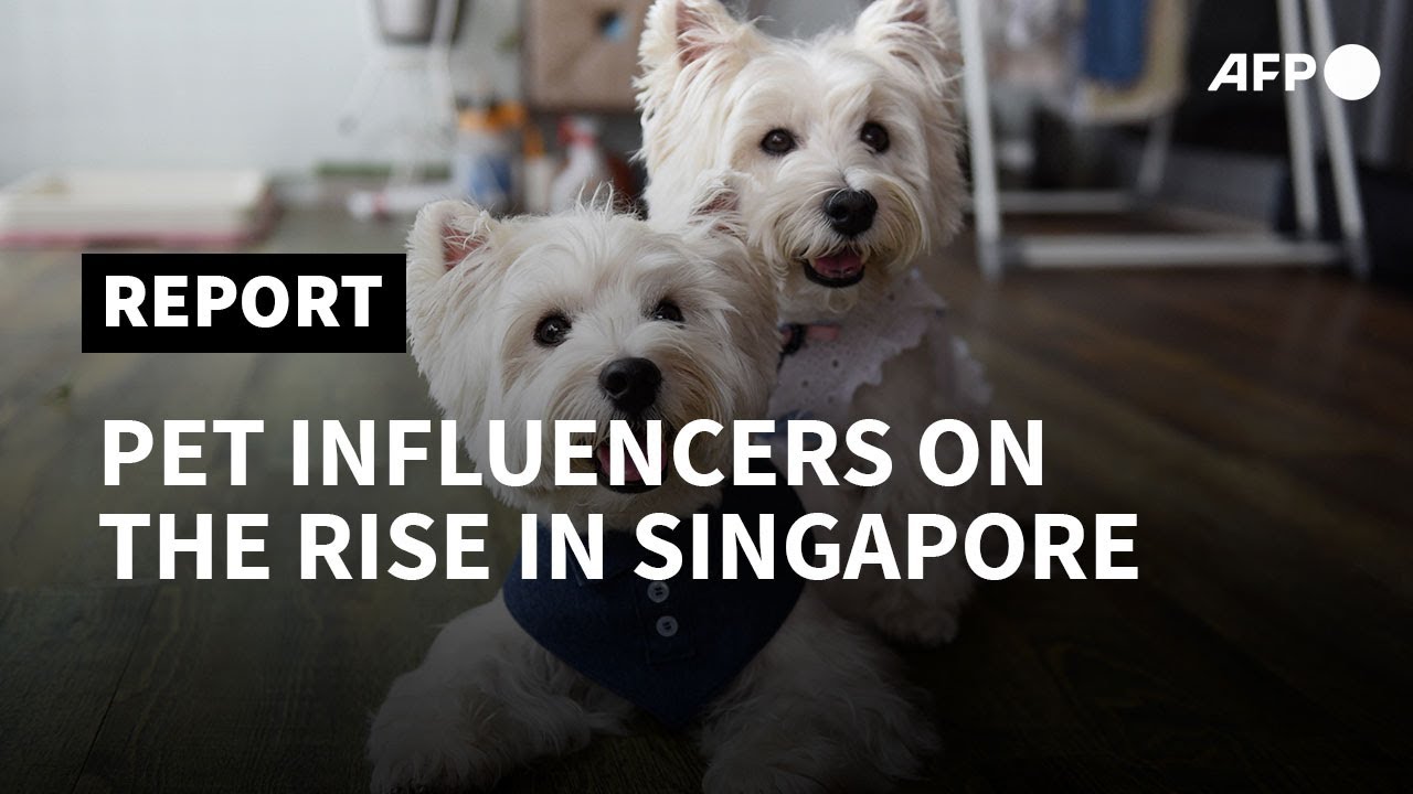 Digital dogs: pet influencers on the rise in Singapore | AFP - YouTube