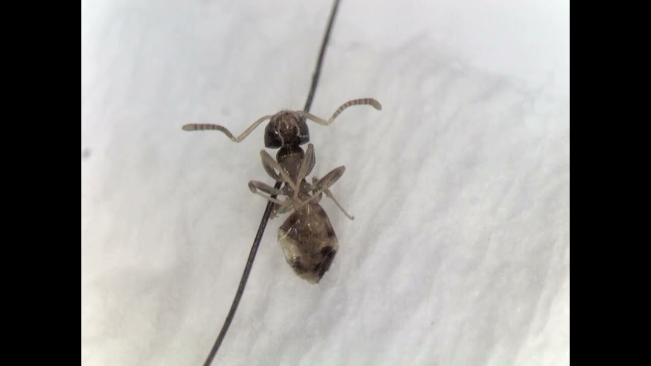 2mm Ants Attack my Office (入侵我辨公室的螞蟻之顯微攝影) - YouTube