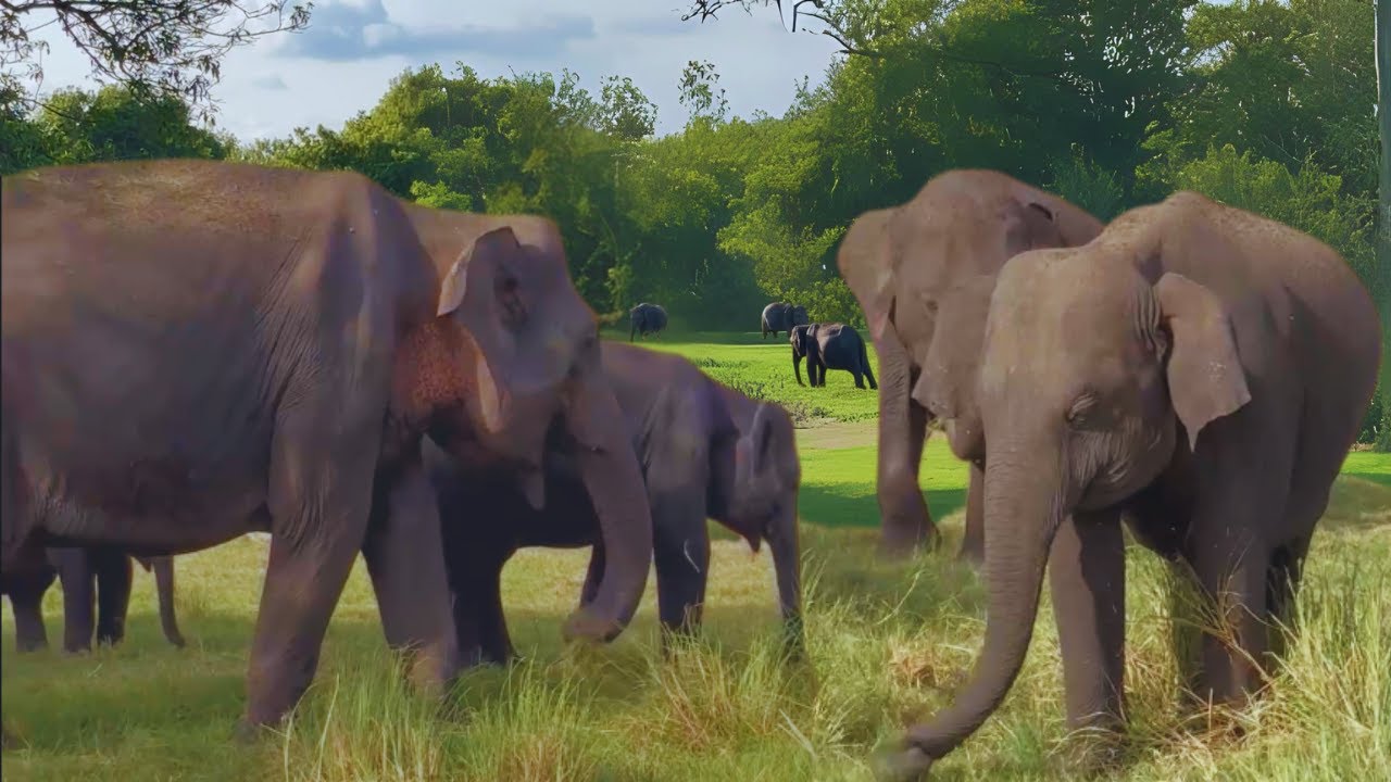 Up Close with Sri Lanka’s Majestic Elephants | Wild Safari Adventure ...