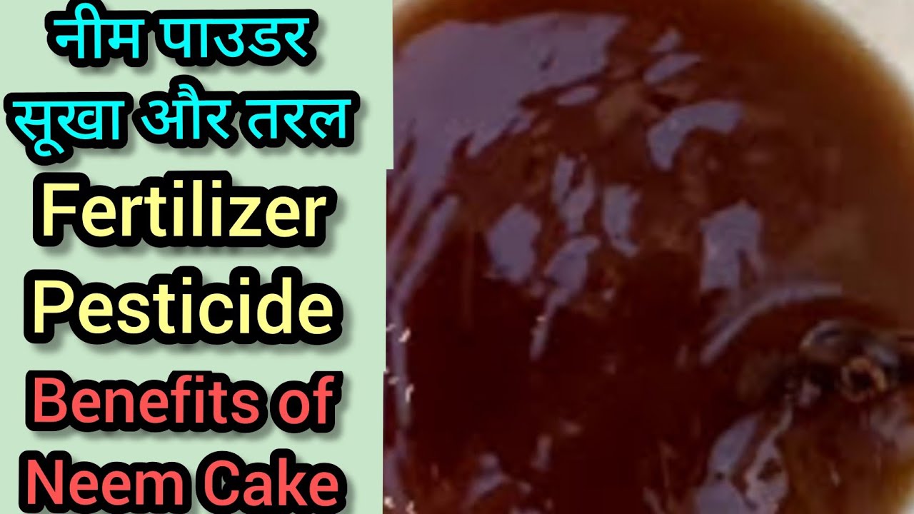 Benefits of using Neem cake/How to use Neem Khali organic Fertilizer in ...