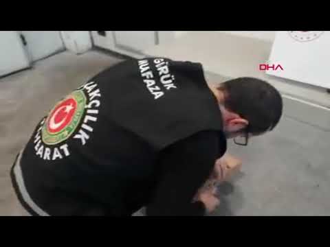 Sarp Sınır Kapısı'nda, 250 İstilacı Su Kaplumbağası Ele Geçirildi