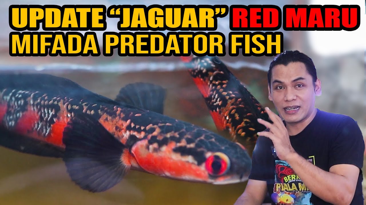 UPDATE JAGUAR CHANNA RED MARU BOCIL MIFADA PREDATOR FISH - YouTube
