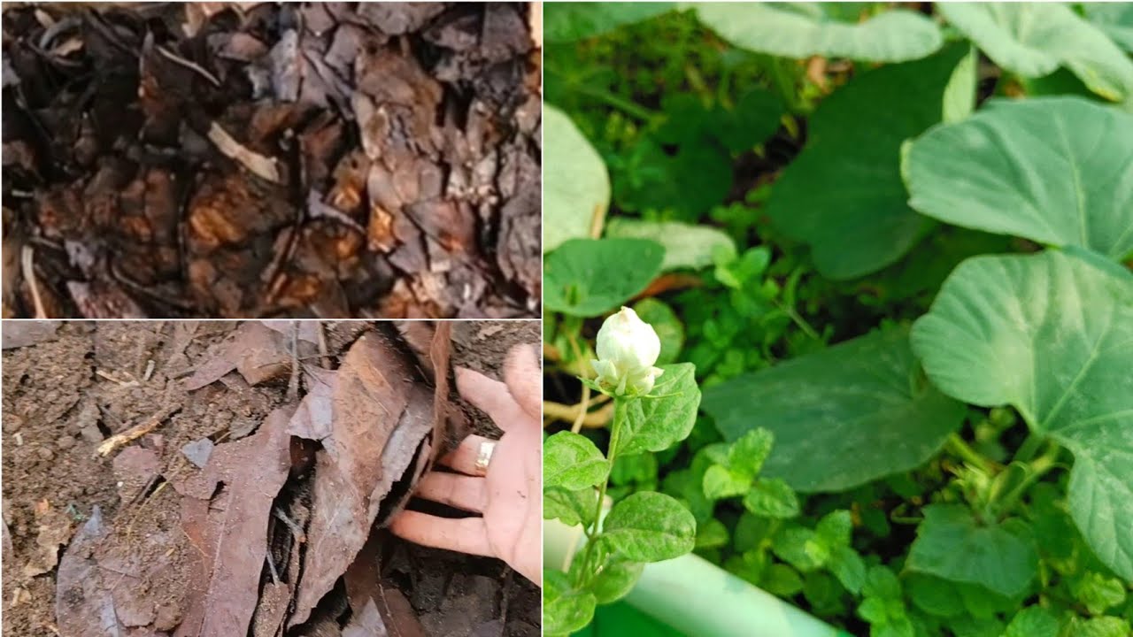 Leaf mold Vs leaf compost ko banane mei kya difference hai || leaf mold ...