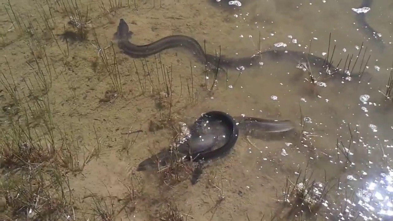 Aale♥ Aale♥ Aale♥ fangwas in Dorotheental - YouTube