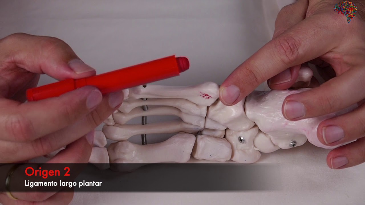 MÚSCULO FLEXOR CORTO DEL QUINTO DEDO DEL PIE - YouTube