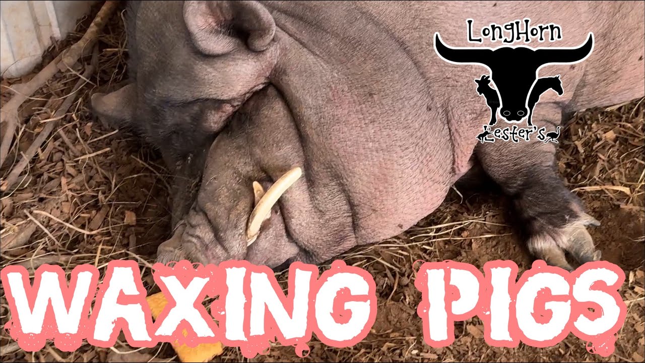 All Farm Animals At Longhorn Lester’s - YouTube