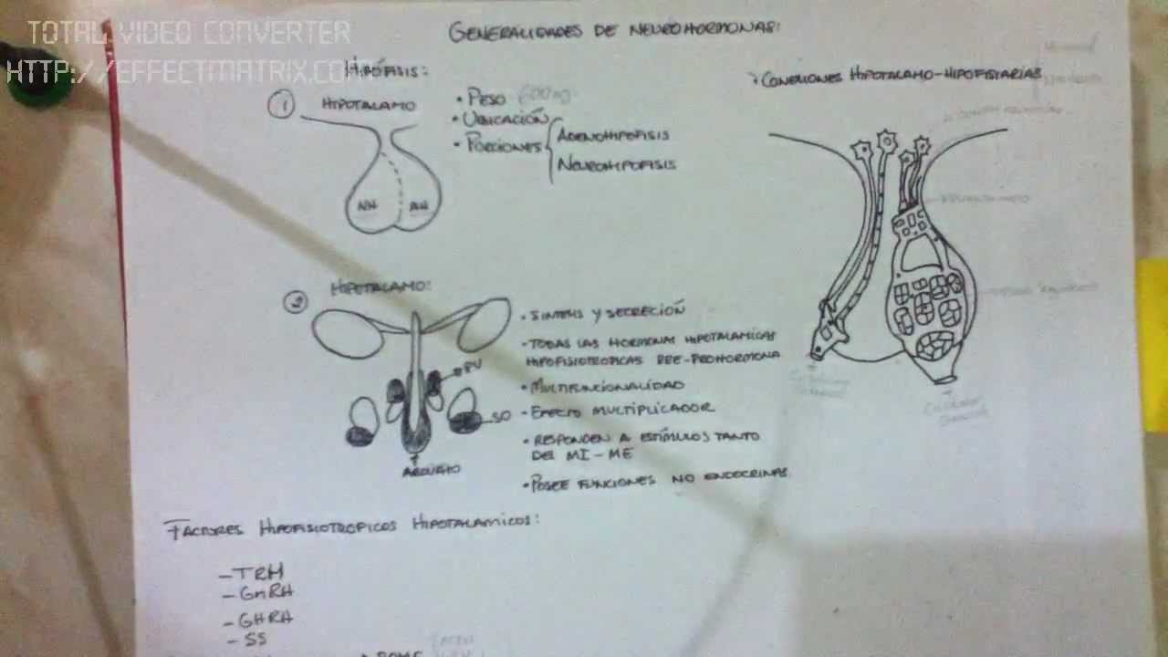 FISIOLOGIA DE NEUROHORMONAS: 1/10 Generalidades de Neurohormonas. - YouTube