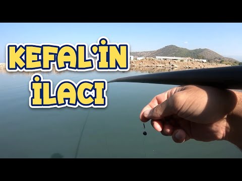 Göl Kamışı ile Kefal Avı 🎣 | Ekmek Kullanarak Pratik Mullet Fishing!