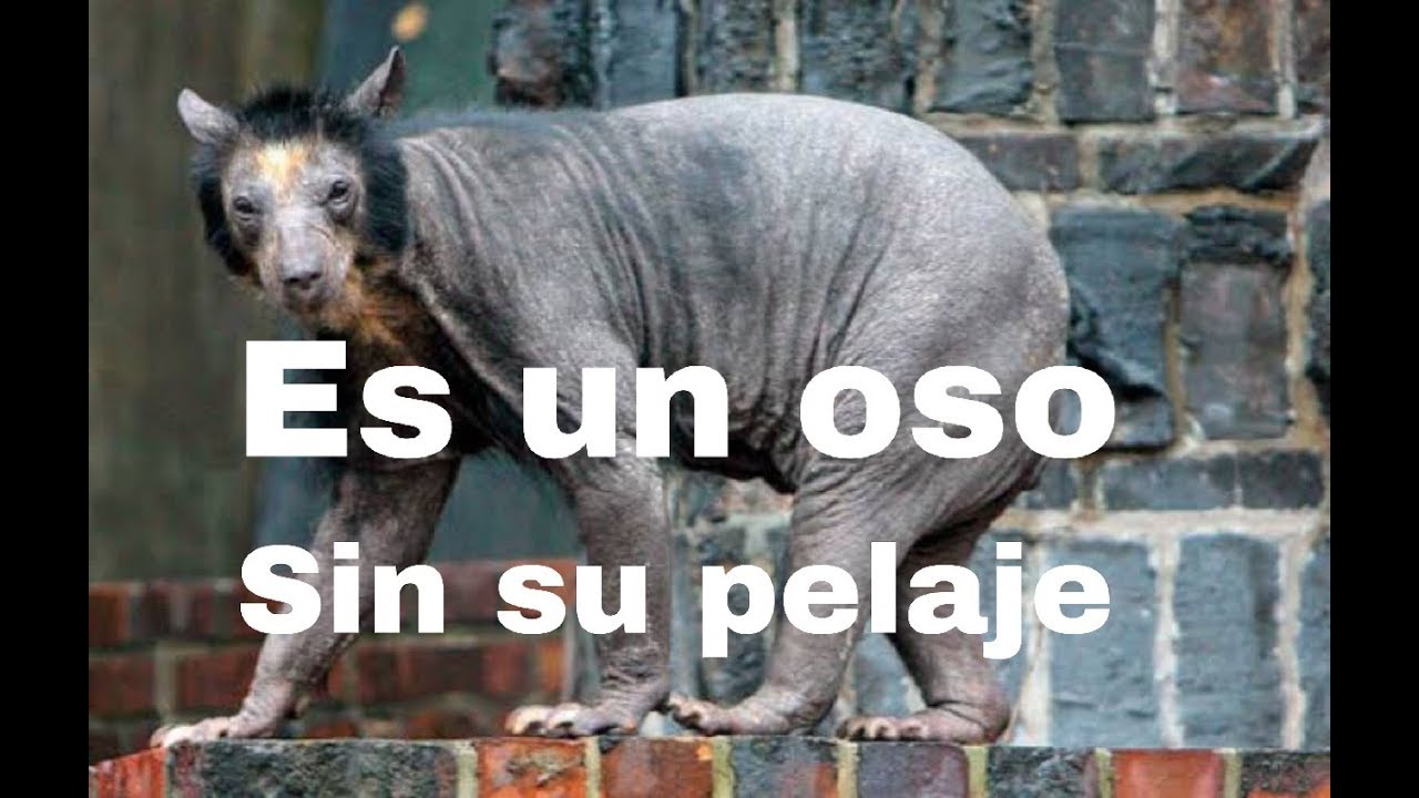 Como se ven estos 7 animales sin pelo - YouTube