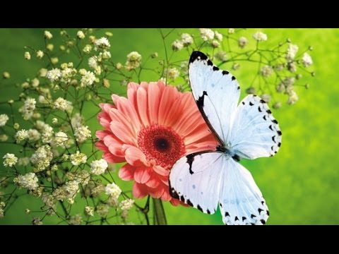 Bayramınız Kutlu Olsun