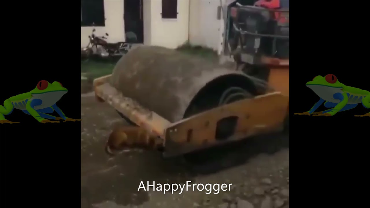 Steamroller gets run over by dog - YouTube