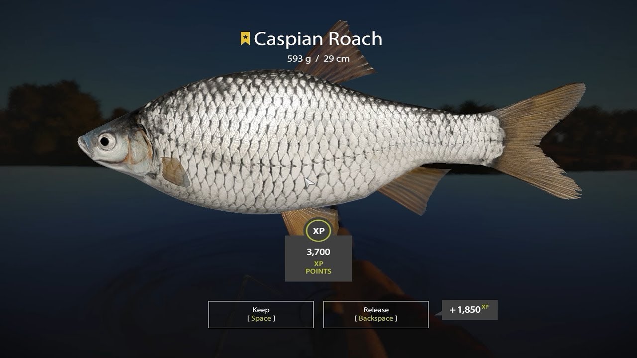 Russian Fishing 4 - 2x Caspian Roach Trophy- Akhtuba River - YouTube