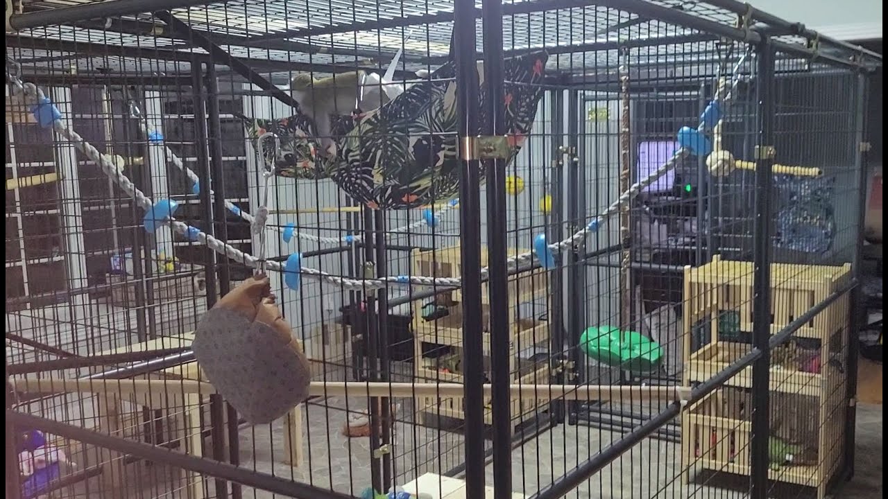 Enlarged the Living Room Enclosure - YouTube