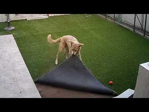 BEST Caught-on-Cam Videos of 2024 | FUNNY Pet Clips