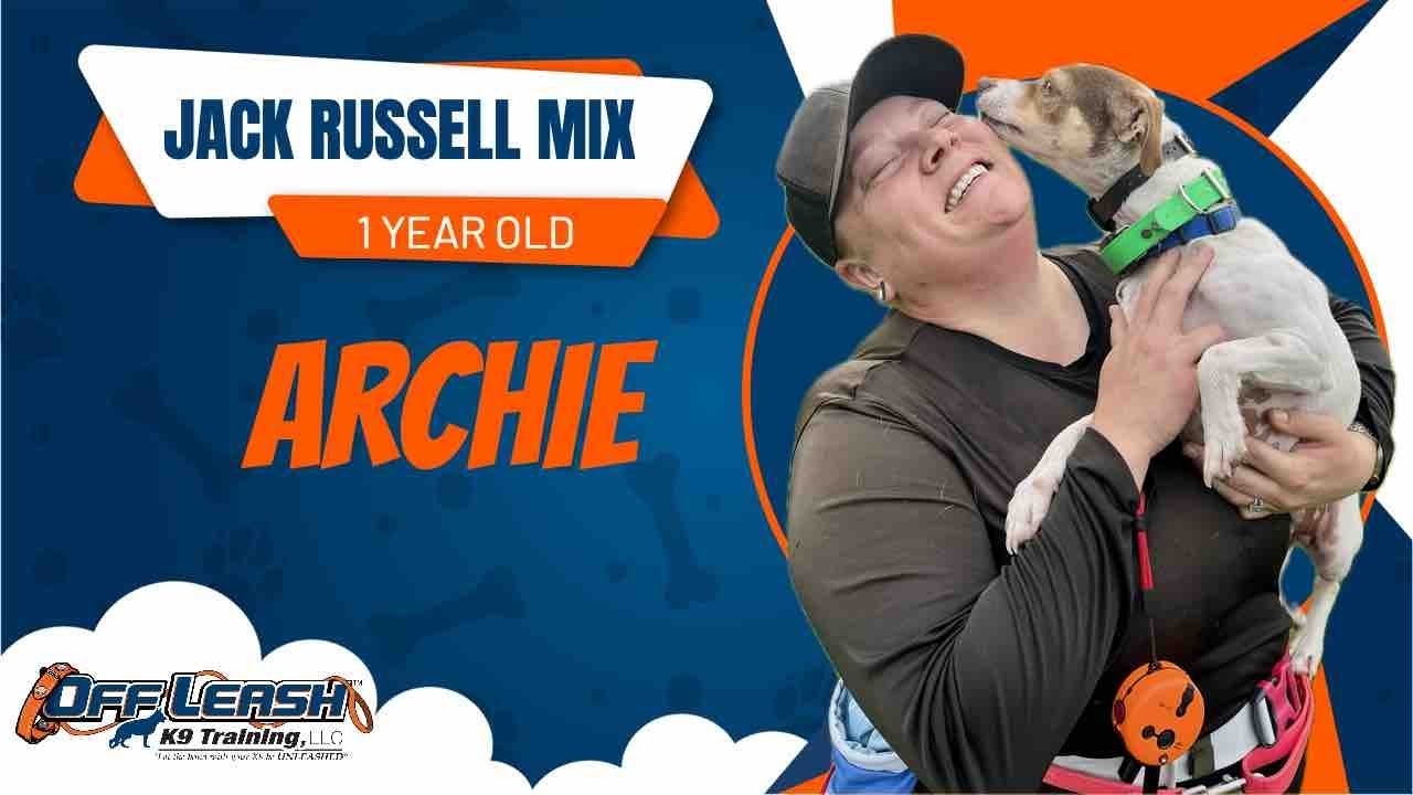 Archie- 1 Year Old Jack Russell Mix- 2 Week Board and Train - YouTube