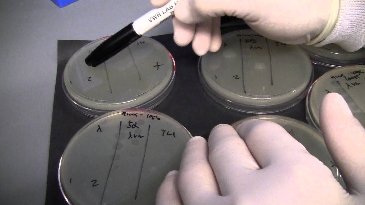 07 phage titering with top agar looking at our plates, counting phage ...
