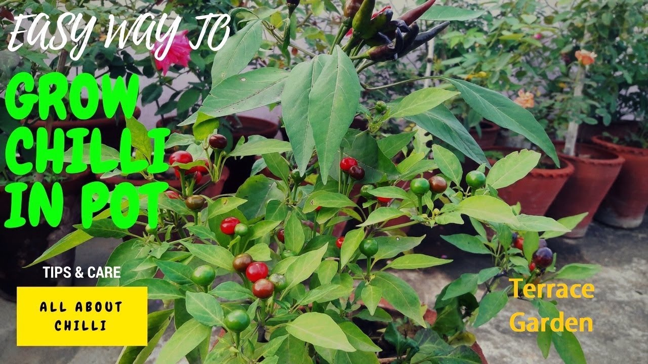How to Grow green chili at home // How to grow best chilies In Pots ...