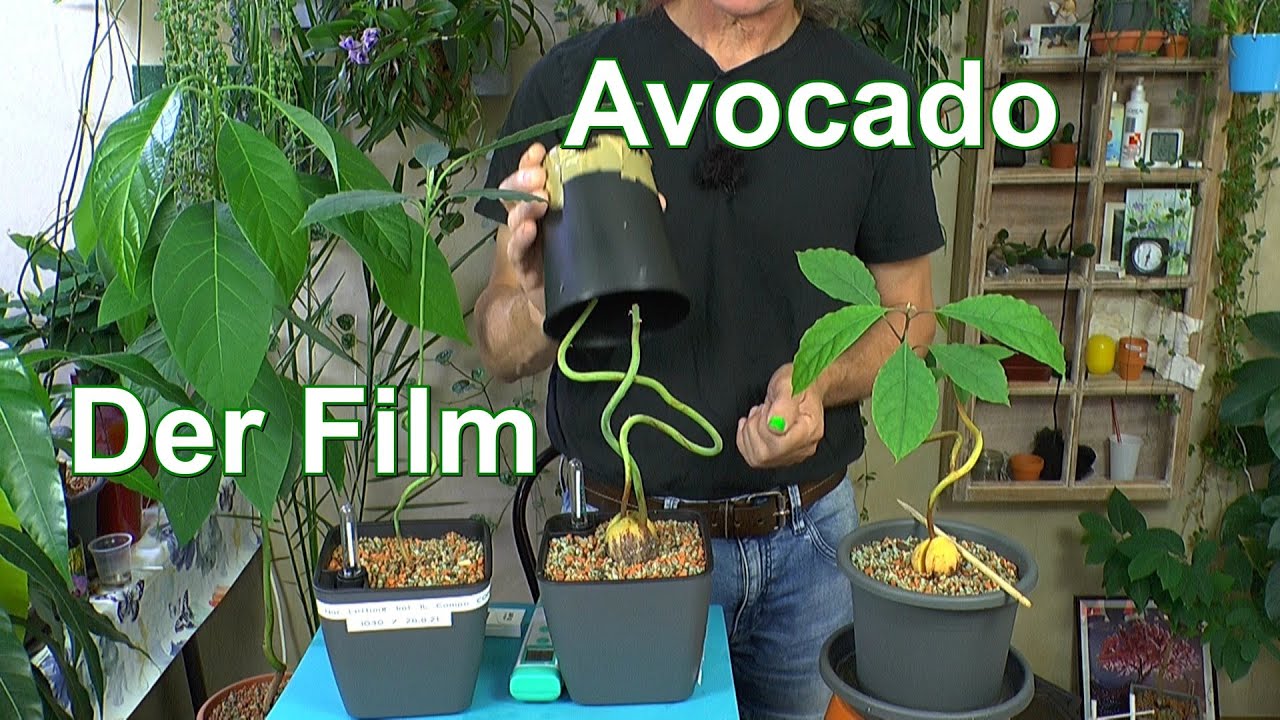 Avocado der Film. Was du alles wissen solltest über Pflege Anzucht und ...