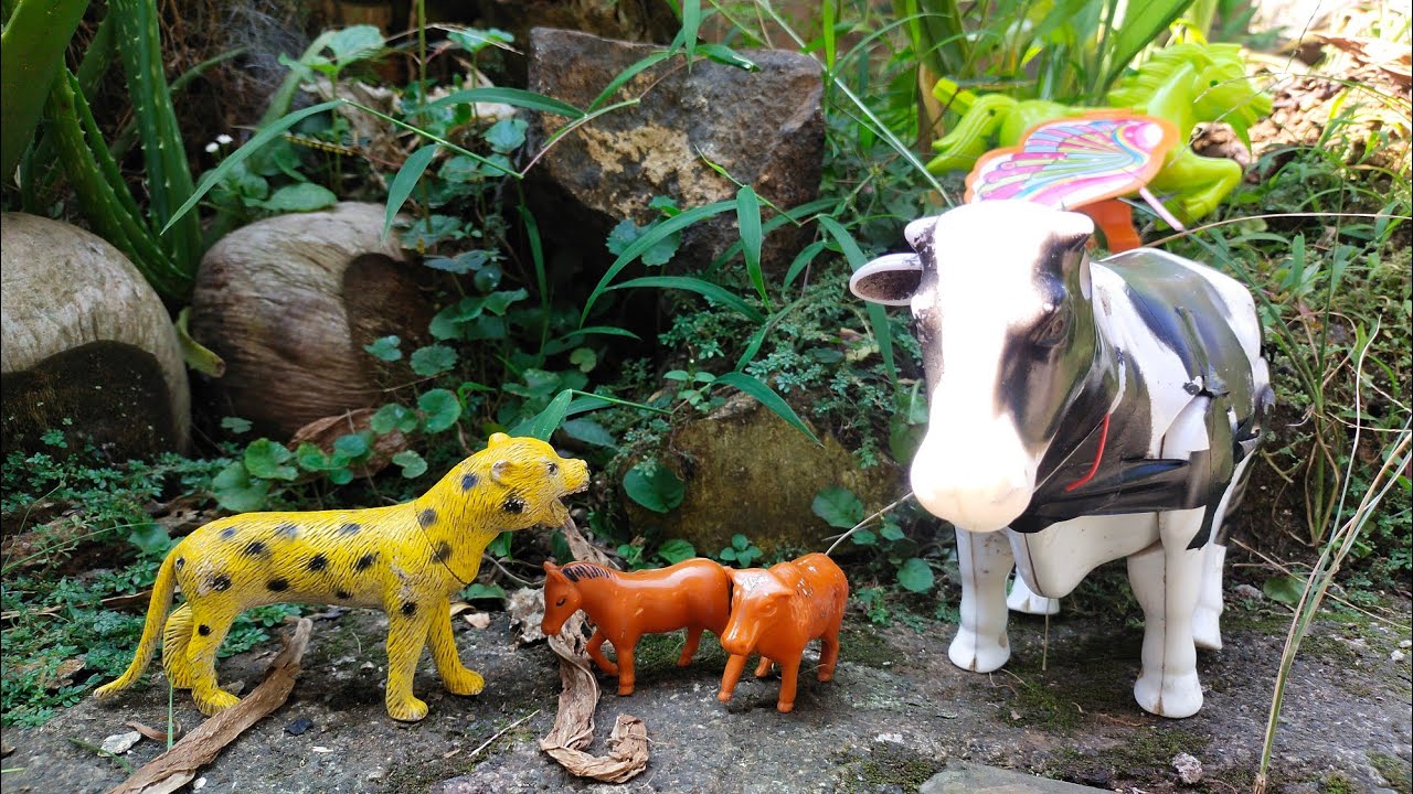 wadidau ‼️ PROSES POTONG SAPI kurban,sapi kotor mandi - YouTube