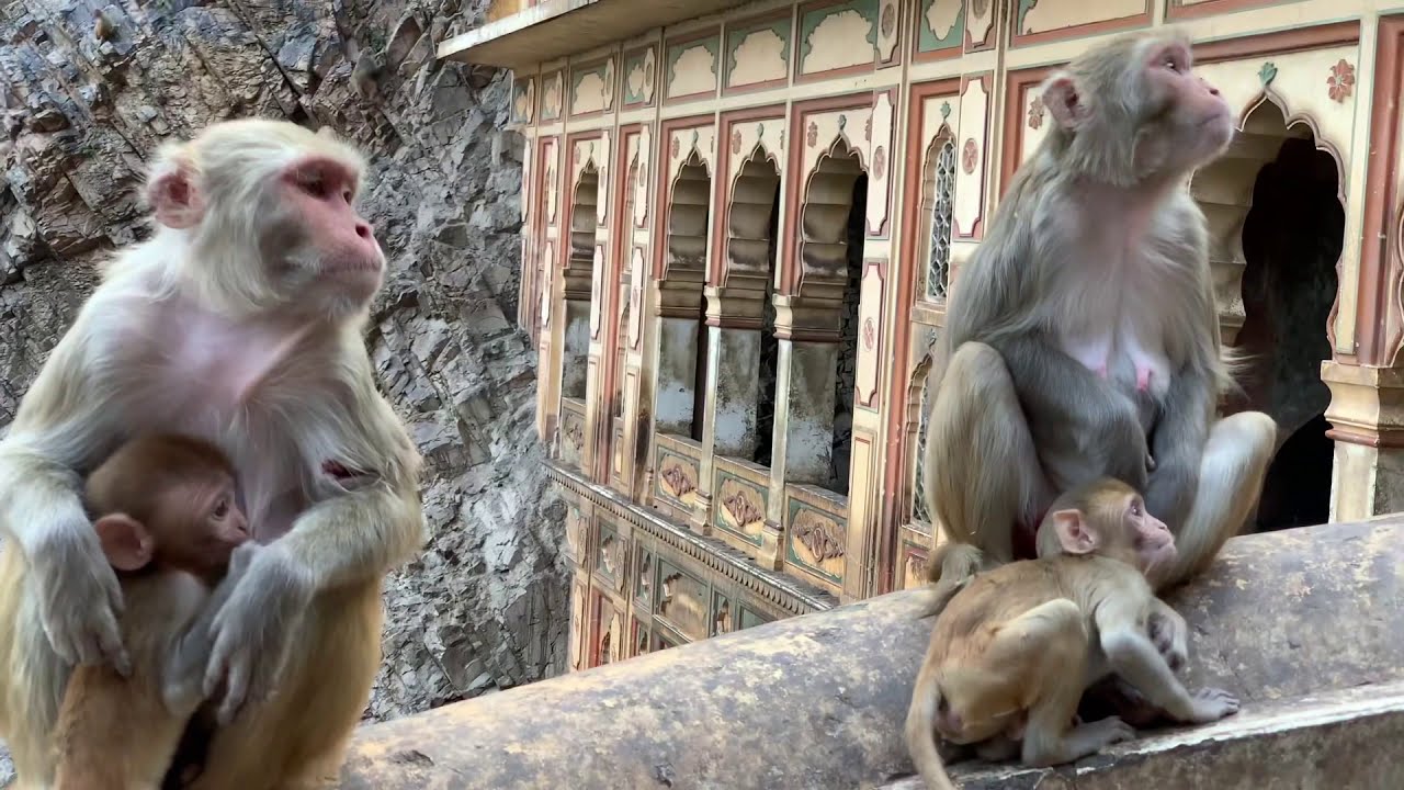 Travel and visit Monkey temple -Jaipur - India -followusro - YouTube
