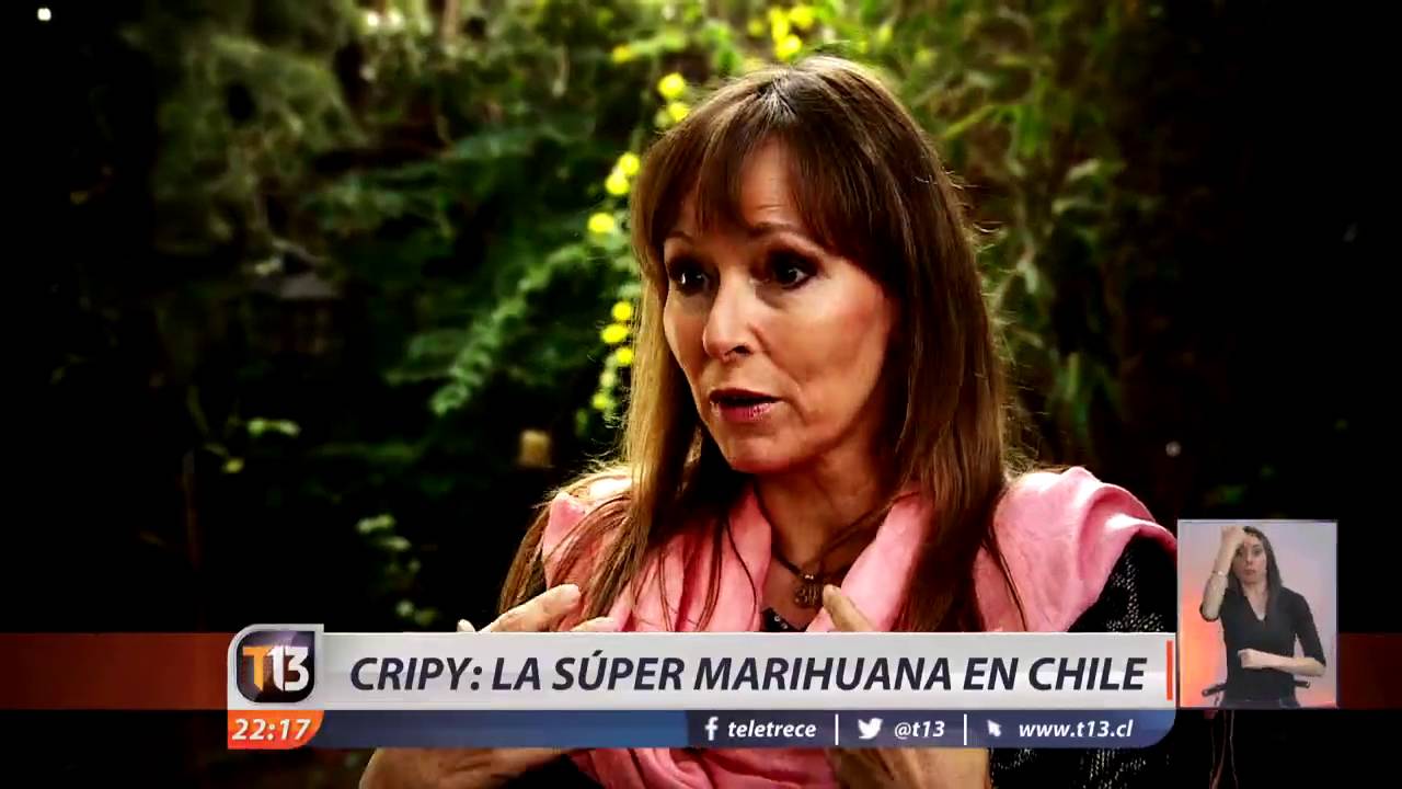 COLOMBIANOS Introducen en CHILE peligrosa MARIHUANA conocida como Cripy ...