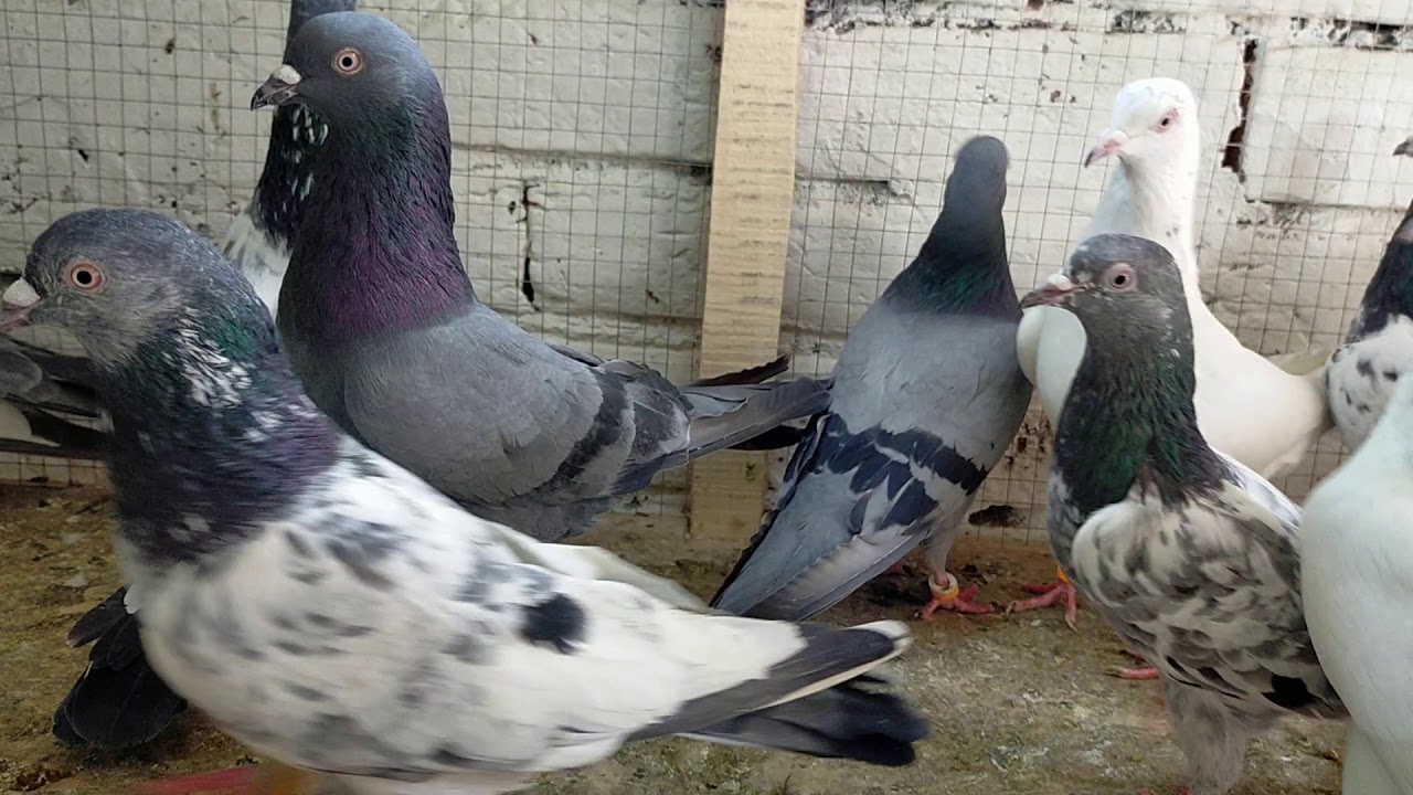 16 Breeder Kaboter Price 850 Per Piece location Faisalabad 03331670248 ...