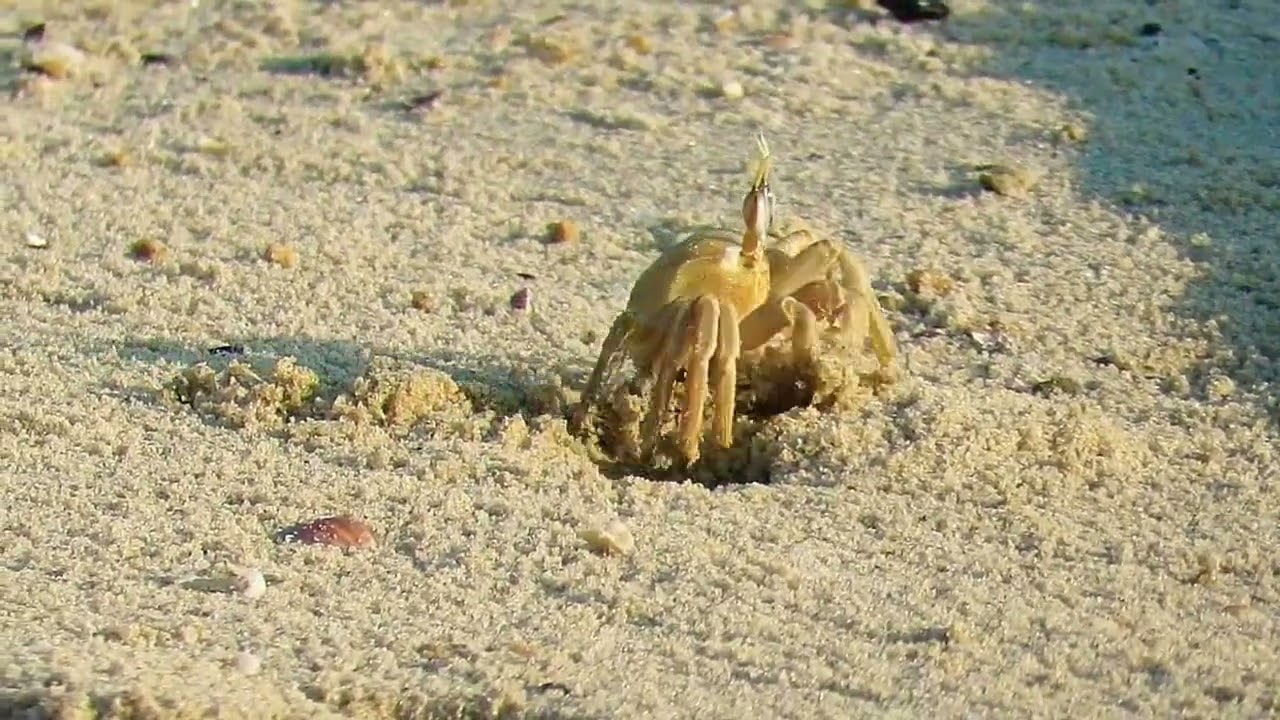 סרטן חולון החוף -ocypode cursor Ashkelon - YouTube