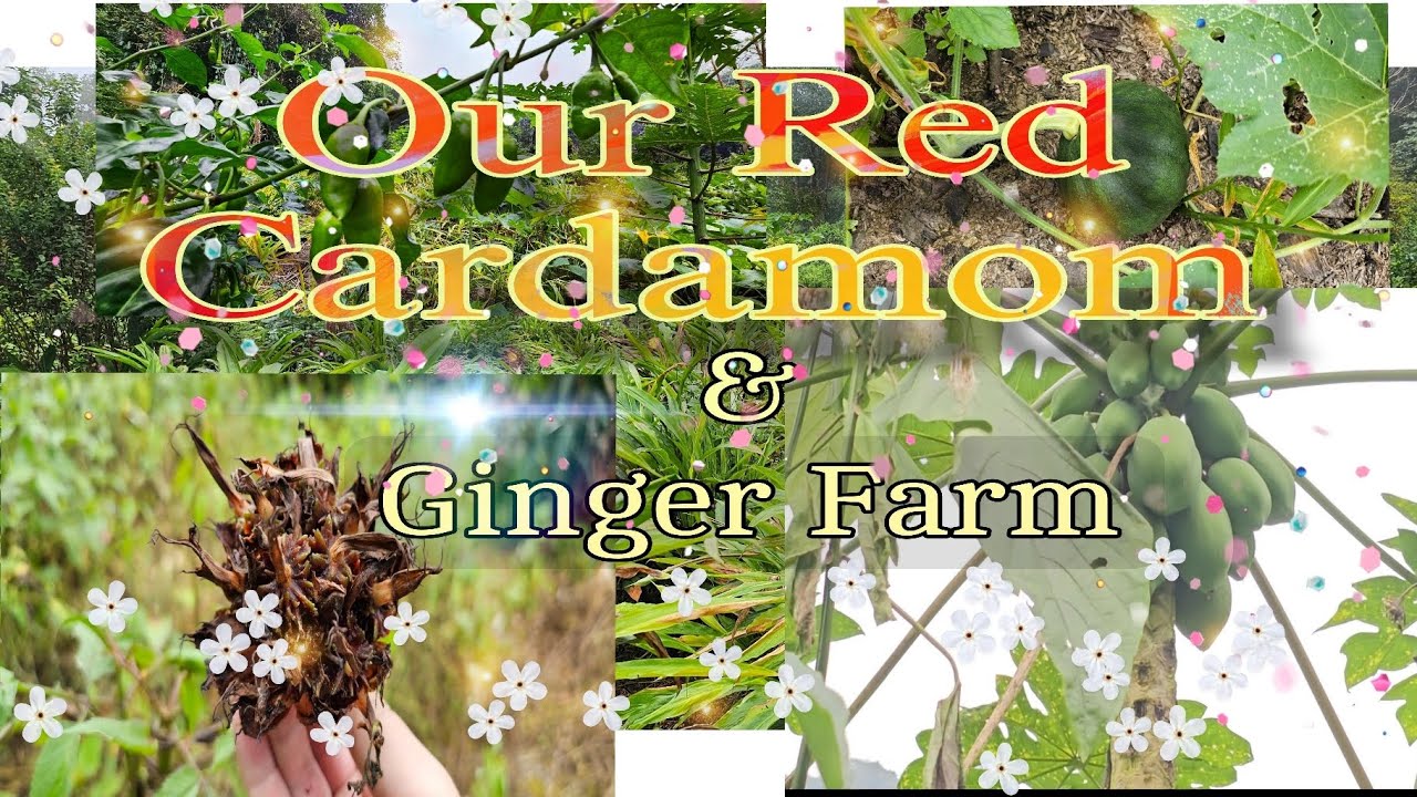 Our Red Cardamom & Ginger Farm @Vlog - YouTube
