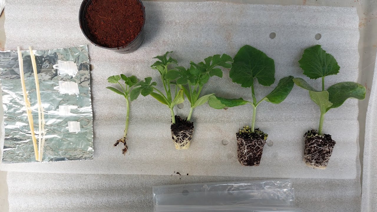 Grafting watermelon at home/ how I garft a watermelon - YouTube