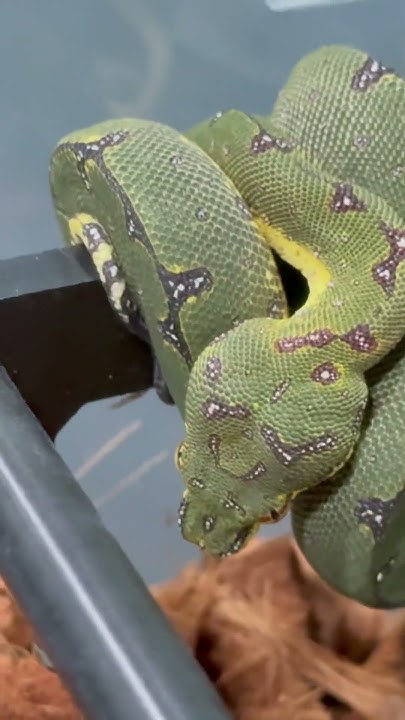 Gorgeous Green Tree Python Neo - YouTube