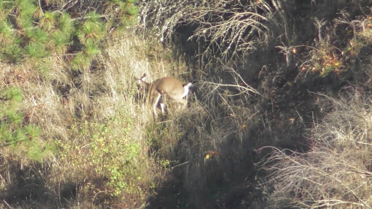 Whitetail Deer Hunt - 350 yard shot - 270 WSM - Bullet Trace - YouTube