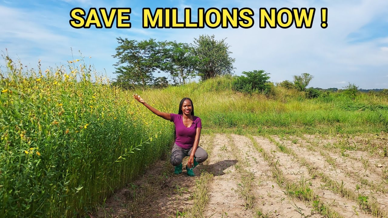 Top Crops To Save You From High Feeding Costs! | Farm Updates - YouTube