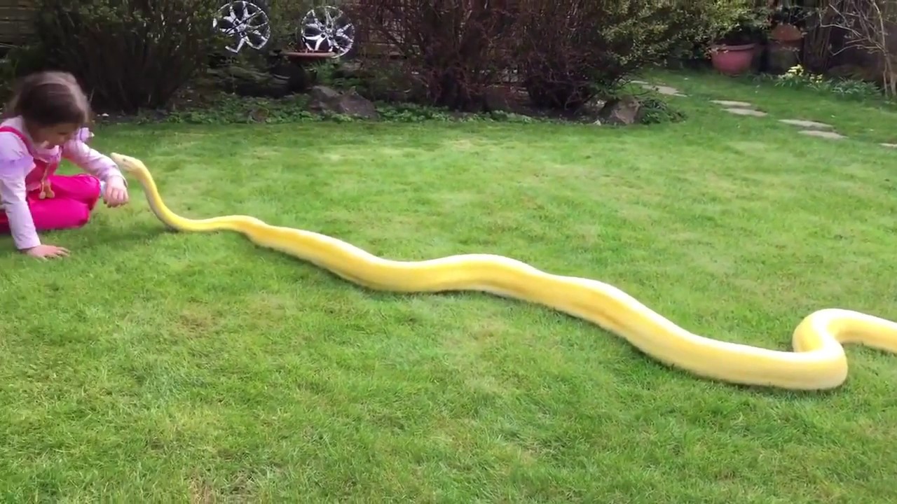 12ft Reticulated Python and the 5 year old genie | Rt Tech Tamil | - YouTube