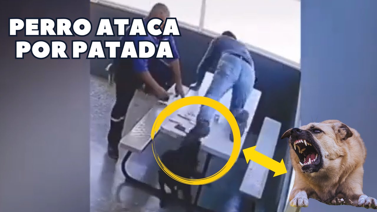 Perro ATACA a hombre por darle una PATADA. - YouTube