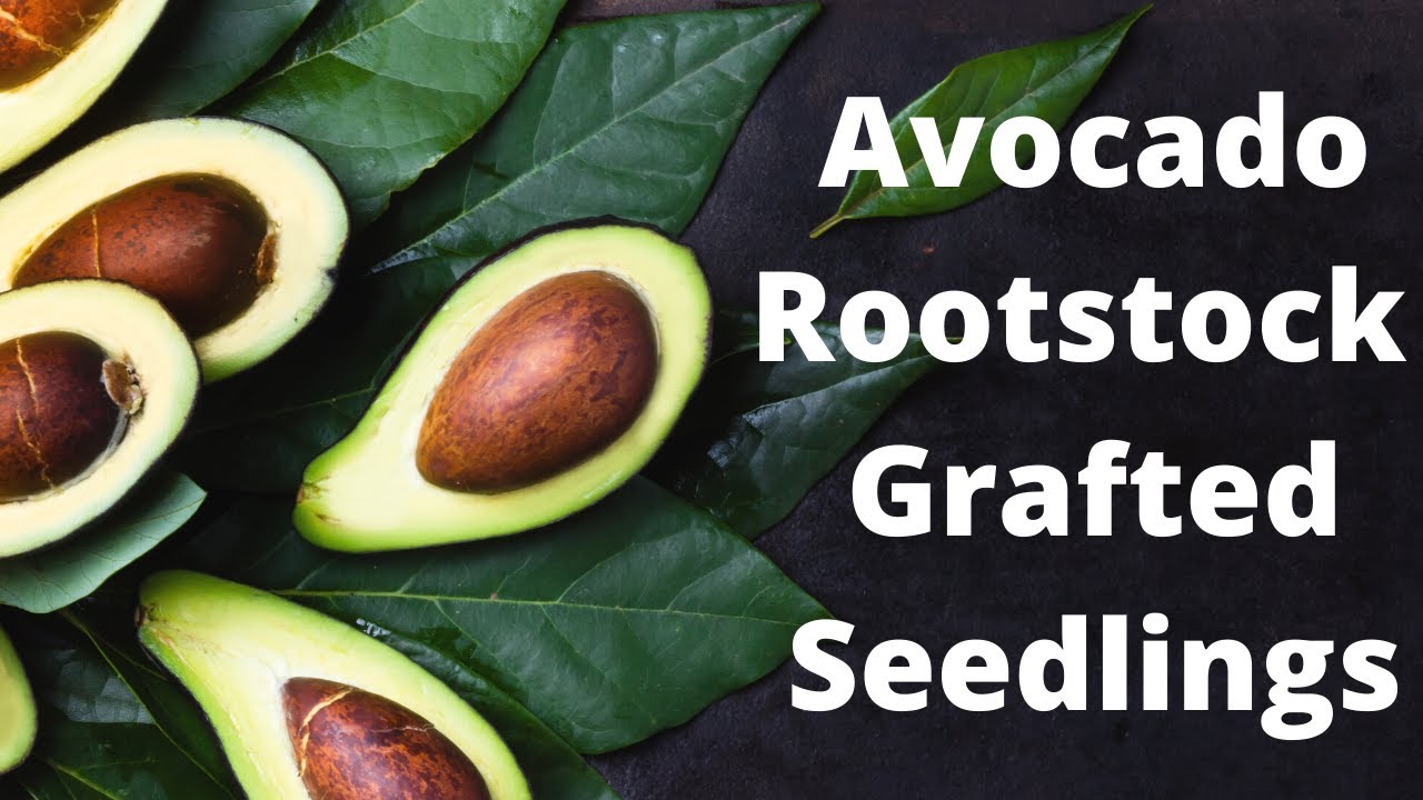 Avocado Rootstock Grafted Seedlings - YouTube