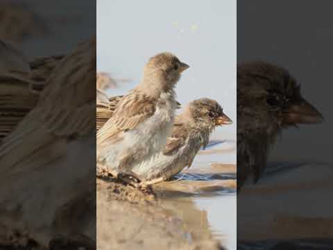 House sparrow, Passer domesticus - a group of sparrows at the pond for a quick bath. #sparrows