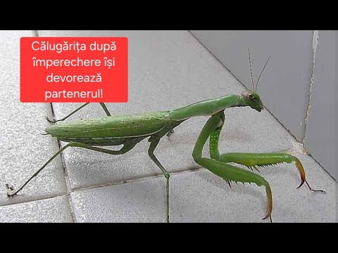 Călugărița după împerechere își devorează partenerul filmul 2 fara fond ...