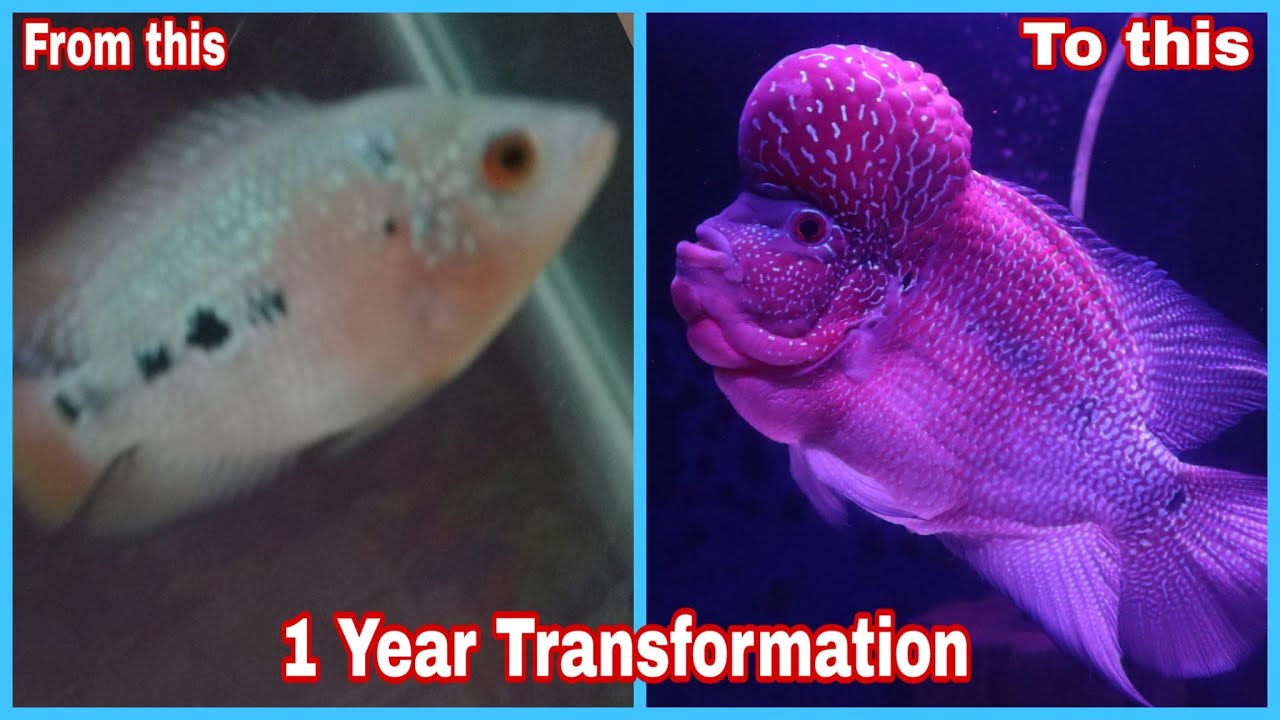 Flowerhorn Fish 1 Year Transformation #fish #transformation # ...