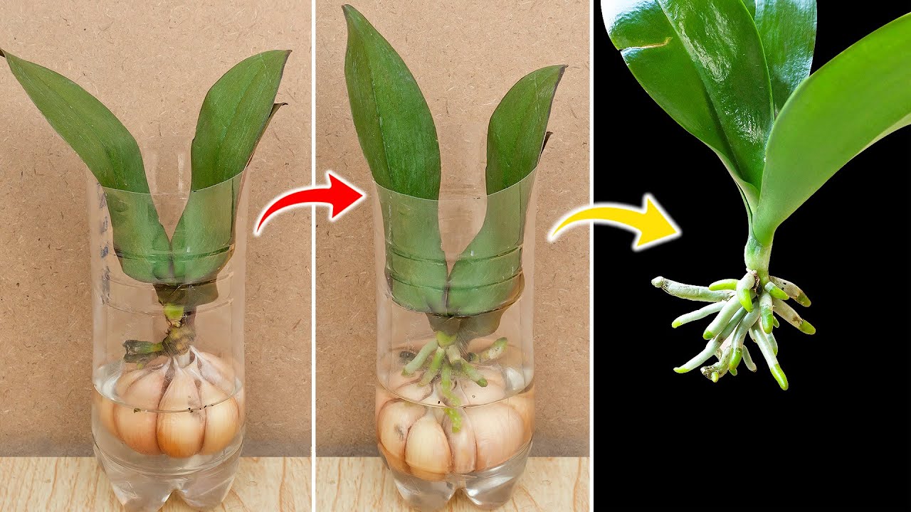 I propagated orchids in plastic bottles this way, 100% success - YouTube