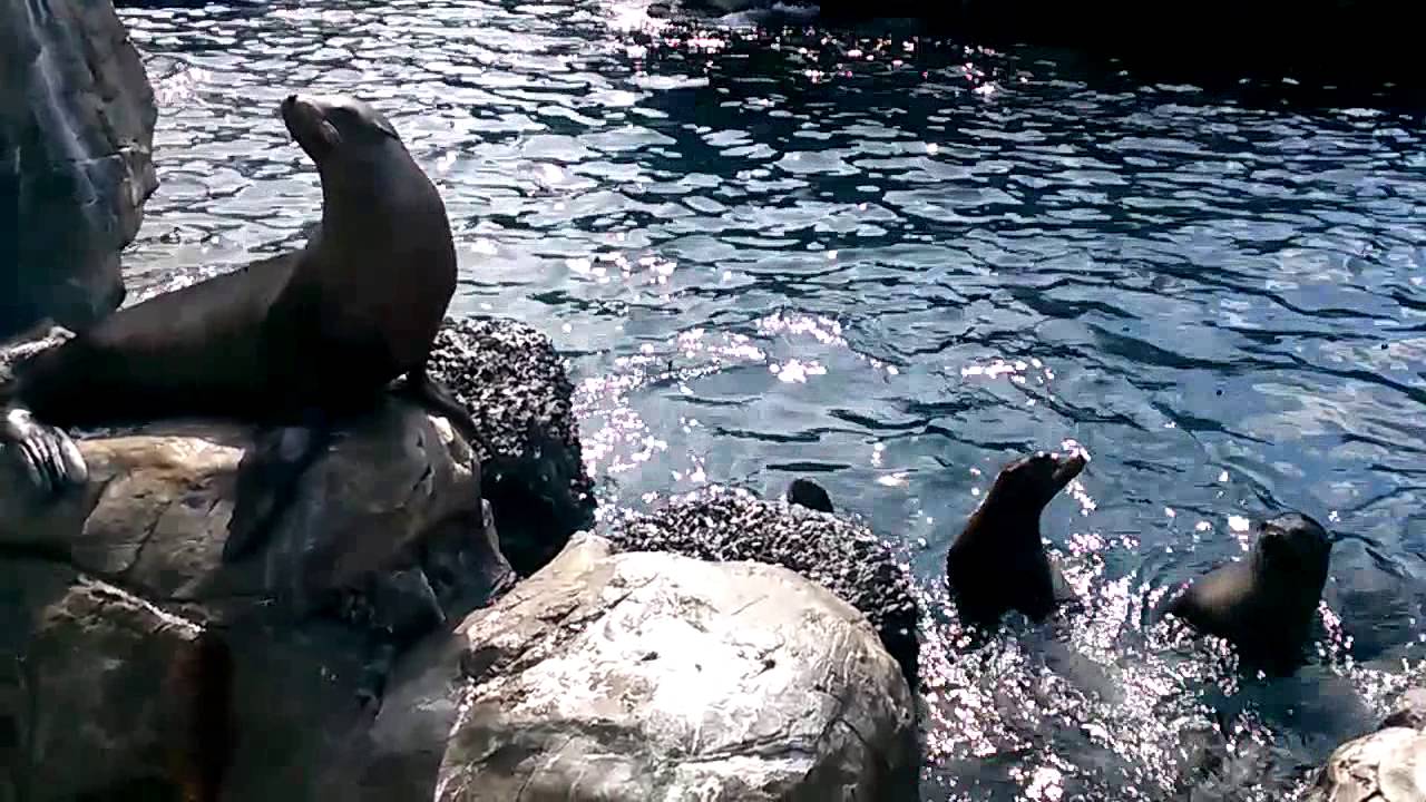 Greedy Seal! Seaworld Orlando, FL - YouTube