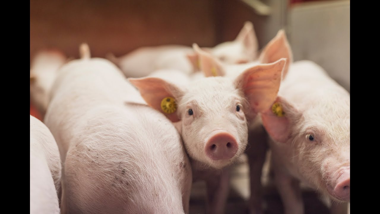 DE_Gesunde_Schweine Danish Genetics - YouTube