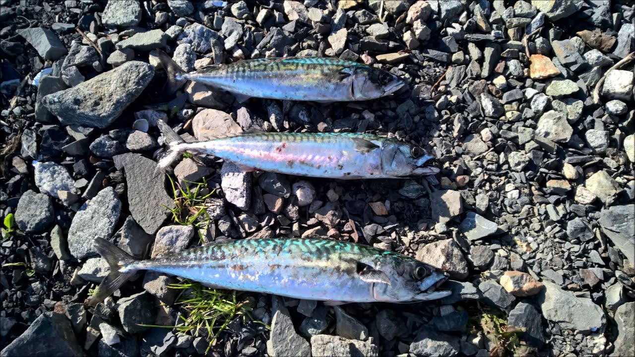 Makrell fiske klipp / Mackerel Compilation (2015 - 2019) (At Lysaker ...