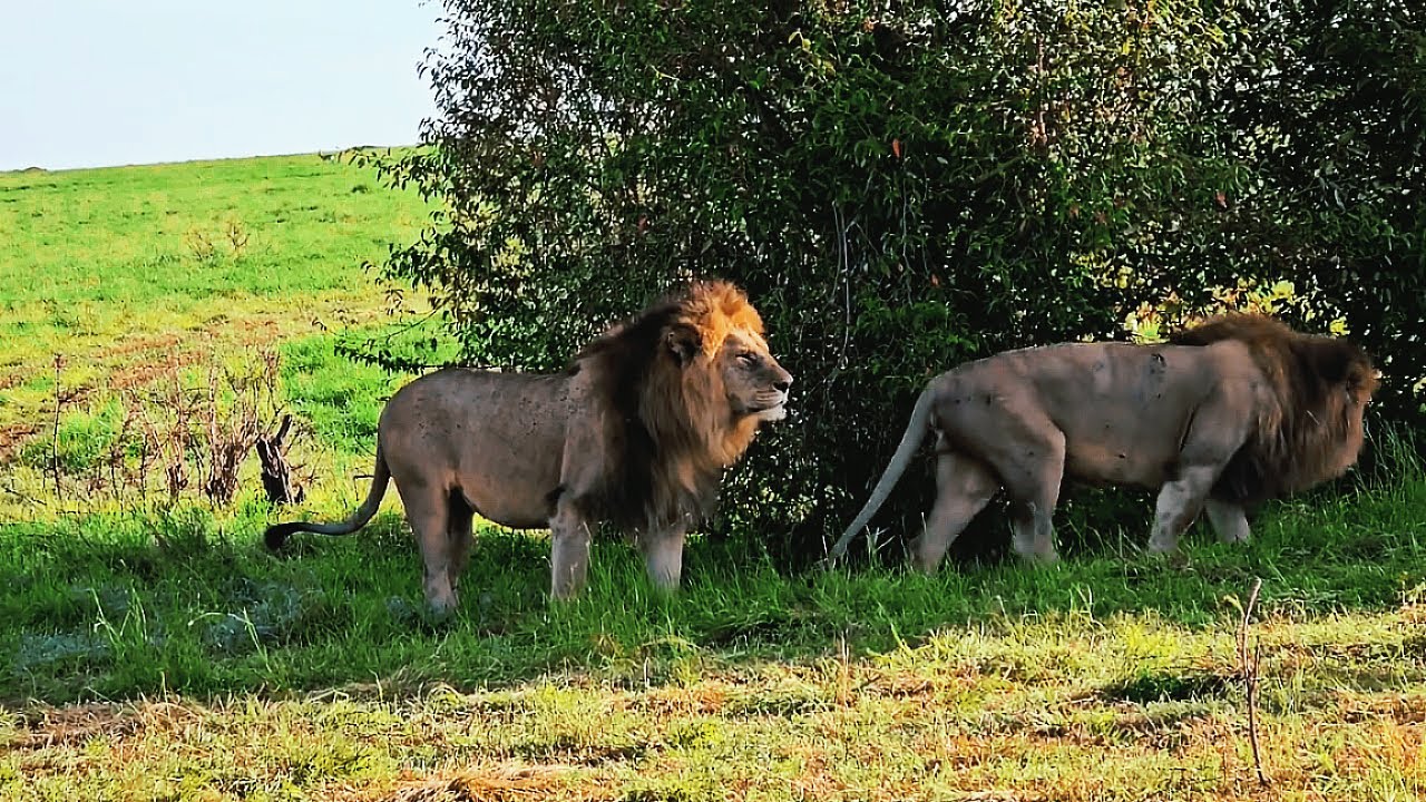 Oloshipa & Oloimina Black Rock Male Lions Together | Masaimara | 18 ...