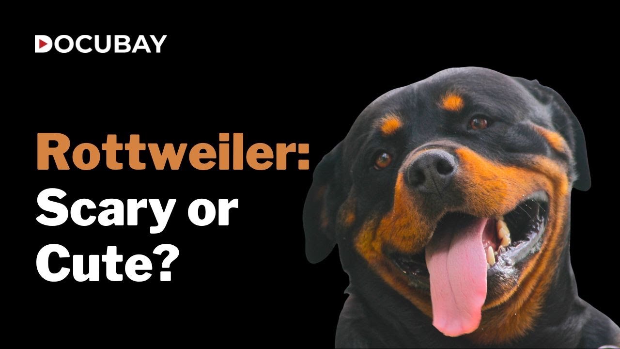 Rottweiler: Ferocious Guard Dog Or A Family Pet? | Watch BLACK BEAUTY ...