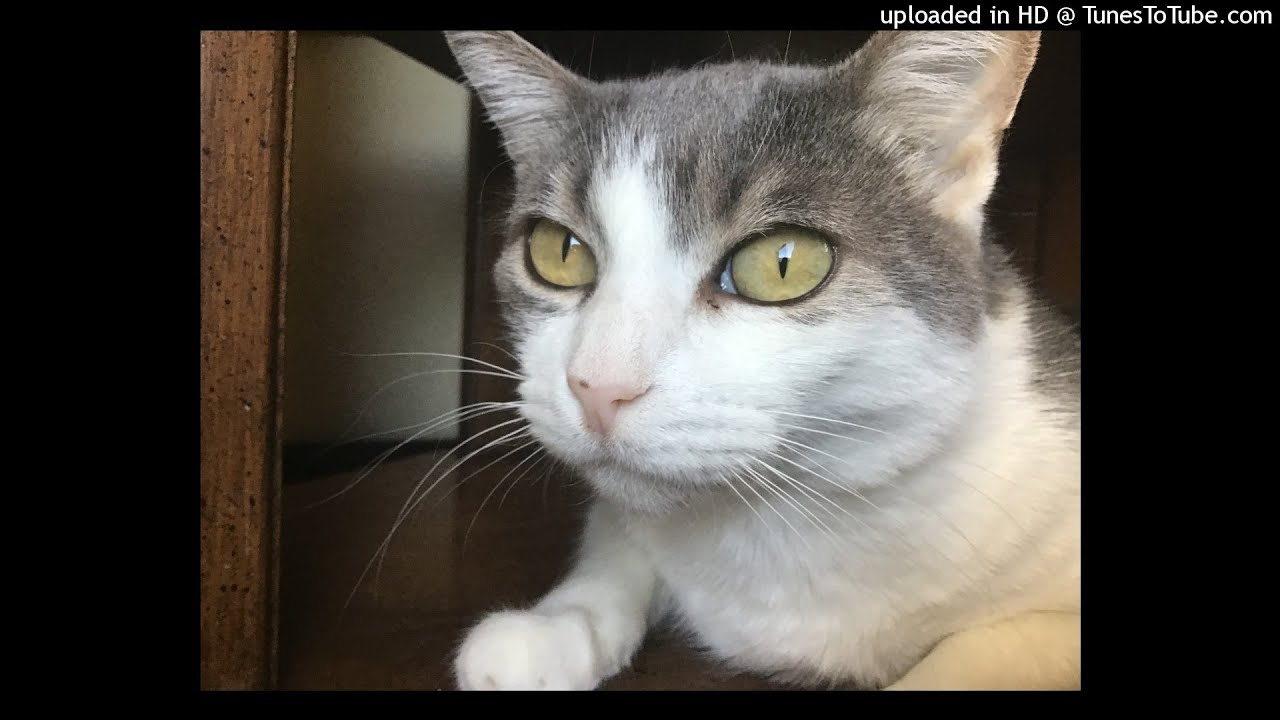 Lemon Demon - Amnesia Was Her Name (MySpace Rip, 2007?) - YouTube