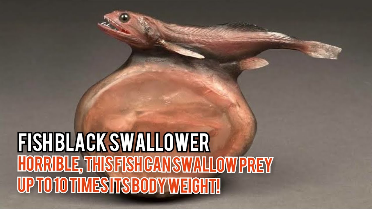 Horrible, This Fish Can Swallow Prey Up To 10 Times Its Body Weight ...
